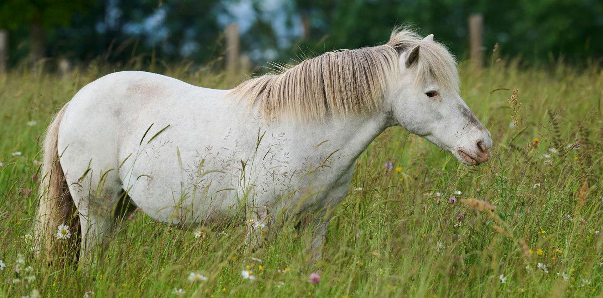 Agathe - Unsere Tiere - Über Uns - Philippos
